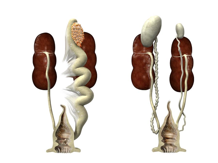 Bird Reproductive Organs, Artwork by Claus Lunau / Science Photo Library
