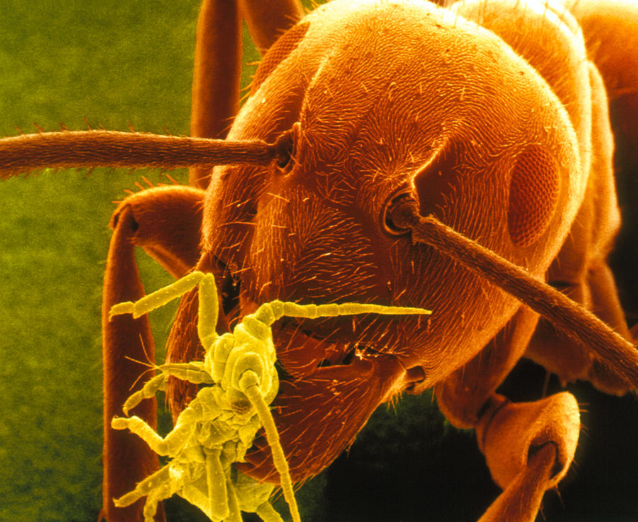 Coloured Sem Of A Garden Ant Carrying A Rose Aphid by Power And Syred ...