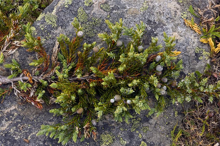 Dwarf Common Juniper (juniperus Communis) by Bob Gibbons / Science ...