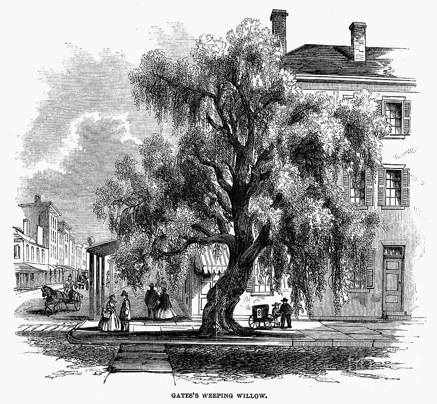 Gates Weeping Willow by Granger