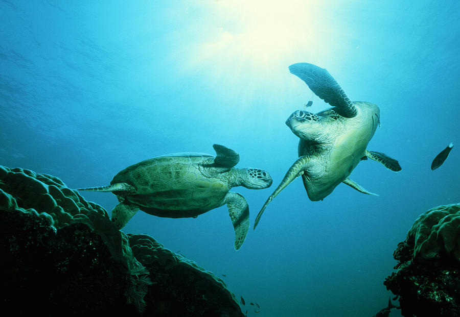 Green Turtles by Matthew Oldfield / Science Photo Library