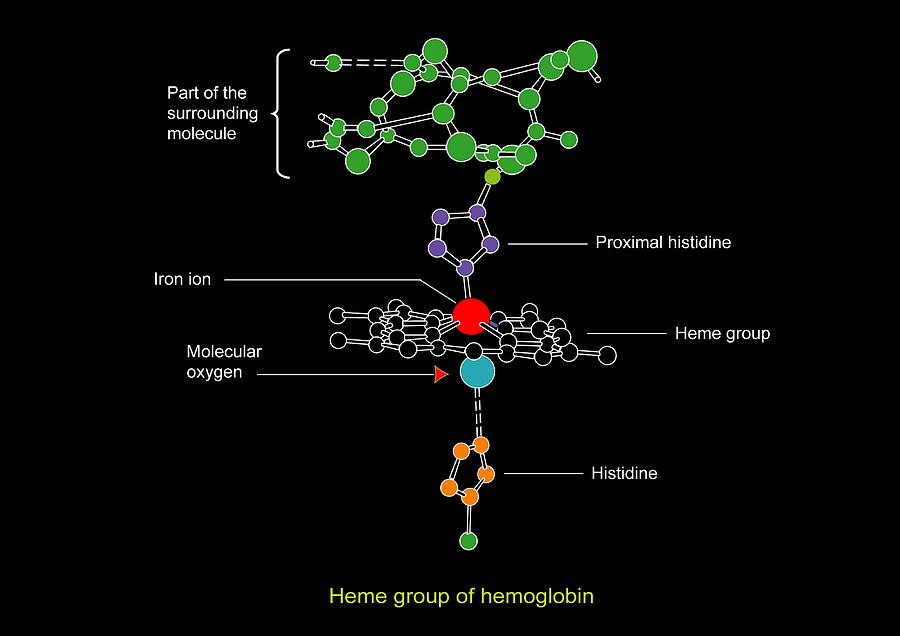 Heme Group In Haemoglobin, Diagram by "Francis Leroy, Biocosmos ...