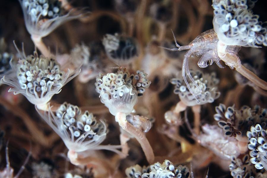 Hydrozoan Colony And Amphipods by Alexander Semenov / Science Photo Library