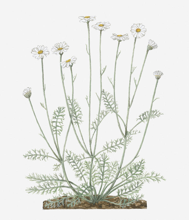 Illustration Of Pyrethrum Or Tanacetum Cinerariifolium (dalmatian ...