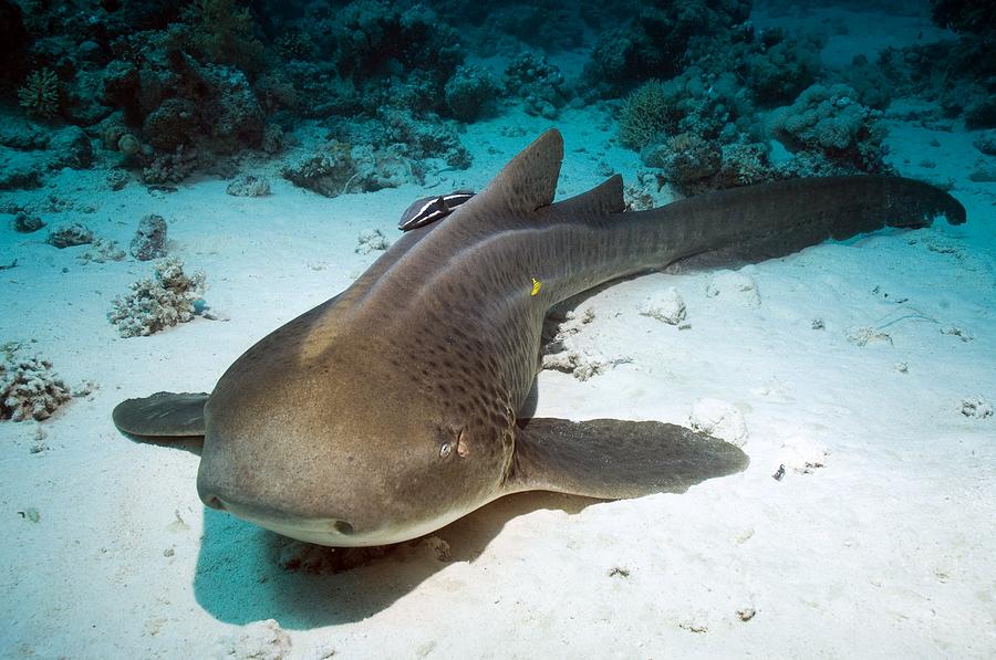 Leopard Shark And Remora by Georgette Douwma / Science Photo Library