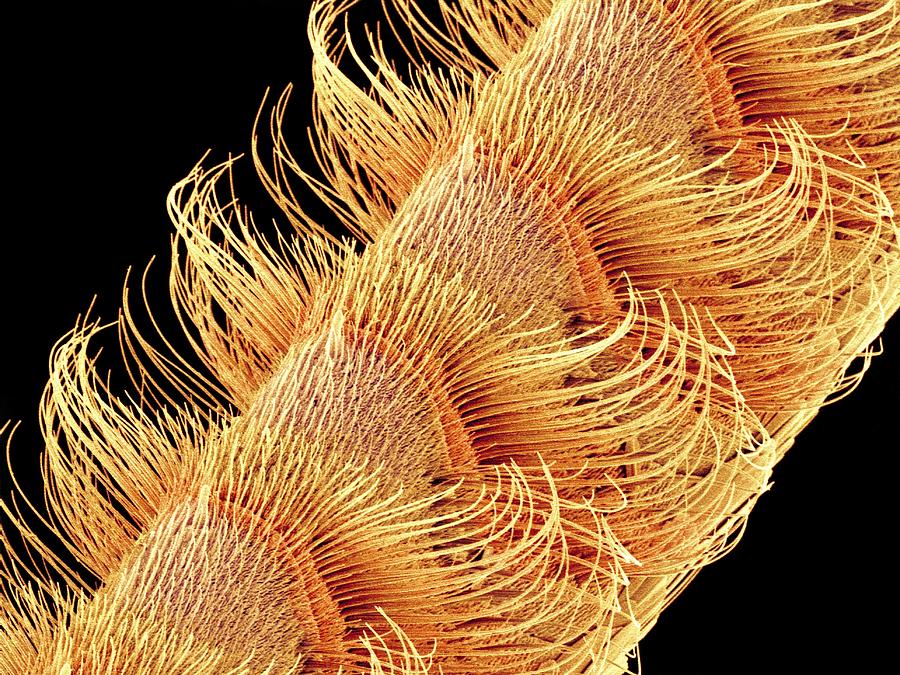 Moth Antenna, Sem by Susumu Nishinaga / Science Photo Library