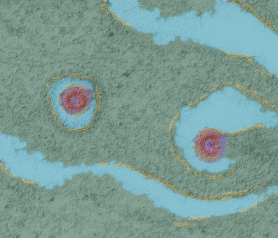 Porcine Endogenous Retrovirus, Tem by Dr Klaus Boller / Science Photo ...