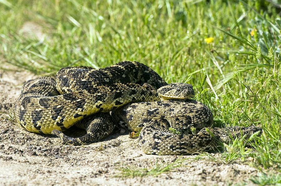 Puff Adders Mating by Peter Chadwick / Science Photo Library