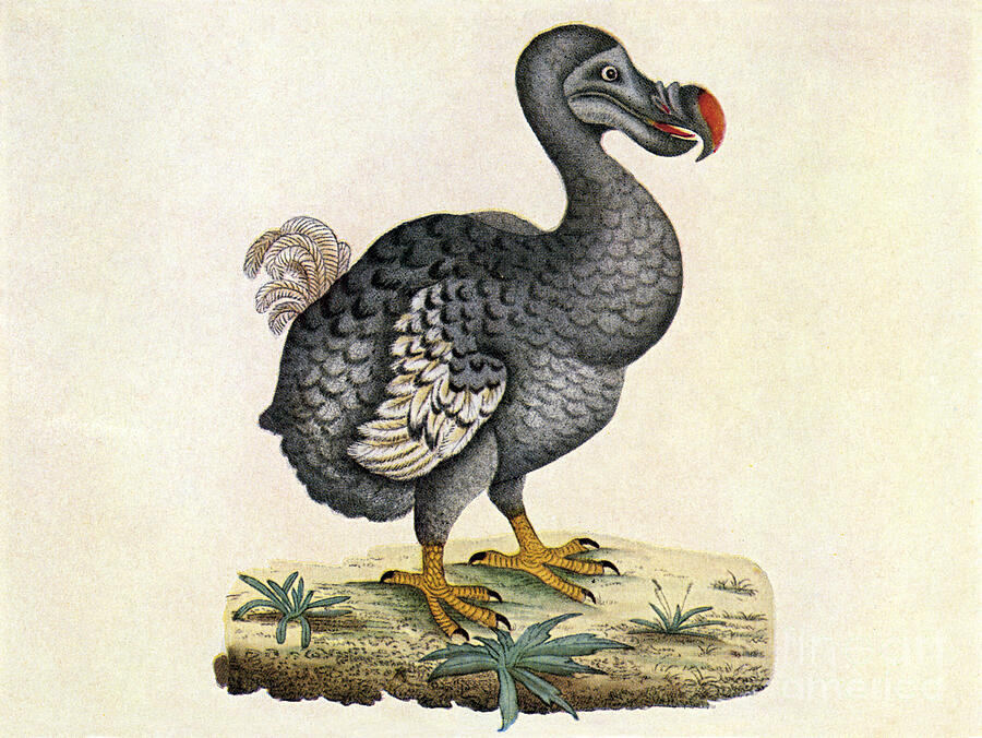 Raphus Cucullatus, Extinct Dodo Bird Photograph by Science Source ...