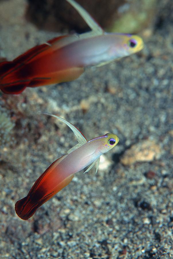 Red Fire Goby by Georgette Douwma / Science Photo Library
