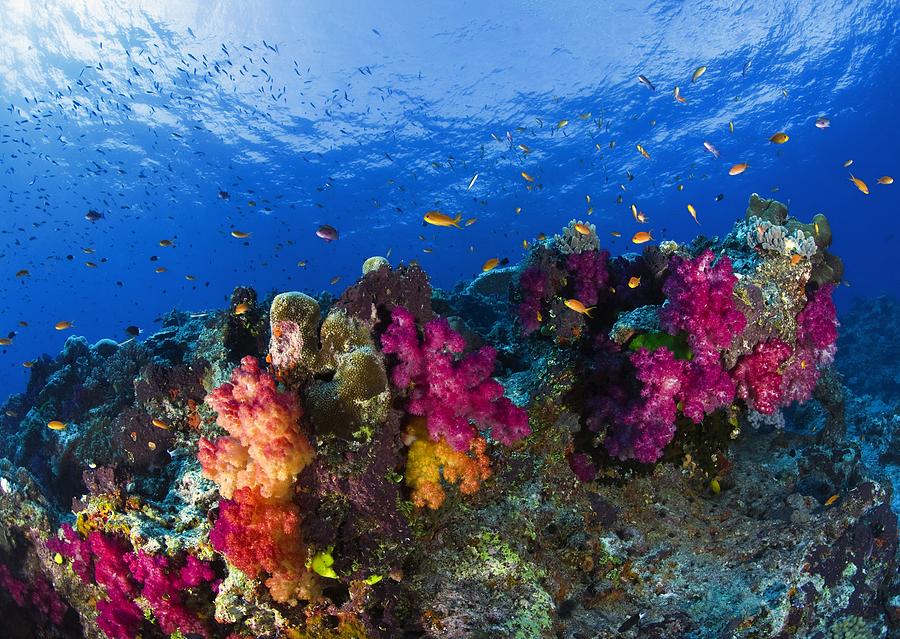 Soft Corals On Shallow Reef, Fiji by Design Pics carson Ganci