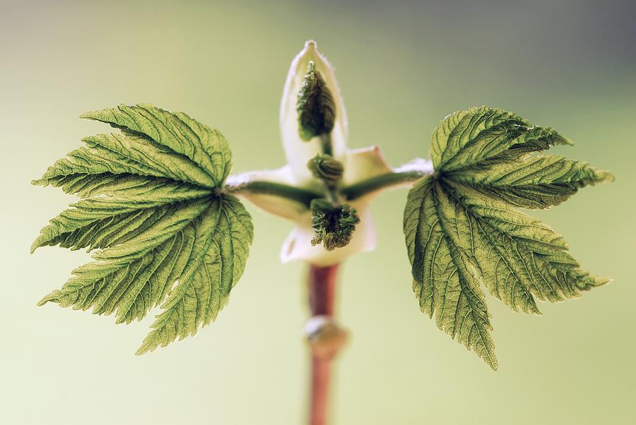 Sycamore Leaves Opening by Colin Varndell / Science Photo Library