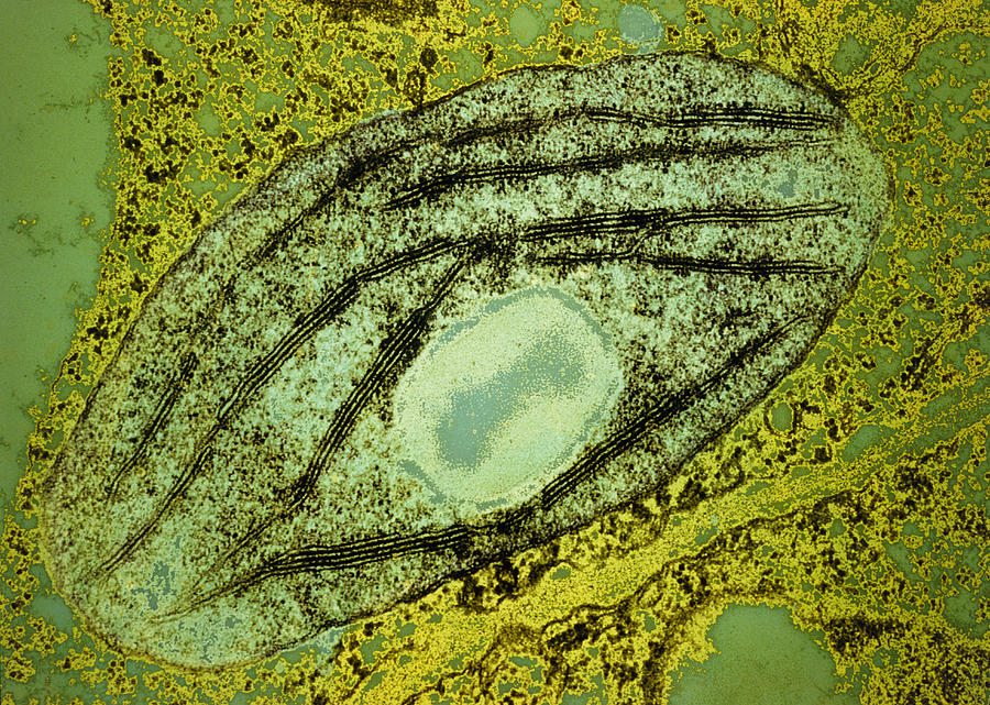 Tem Of A Chloroplast From A Pea Plant by Dr Jeremy Burgess / Science ...