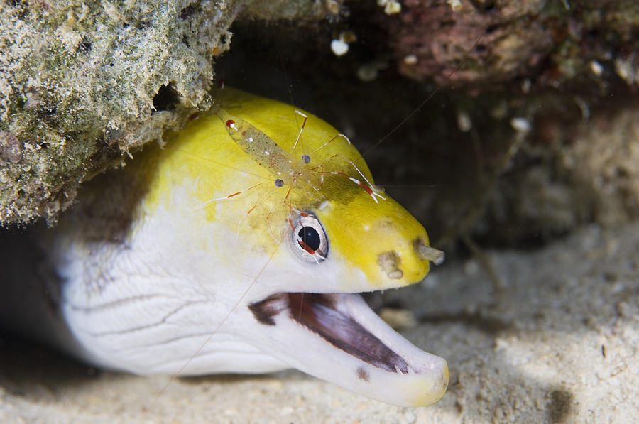 Young Undulate Moray Eel by Matthew Oldfield / Science Photo Library