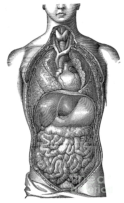 Dissection Of The Thorax And Abdomen #1 Jigsaw Puzzle by Science Source ...