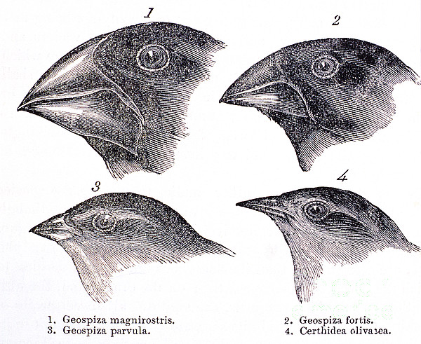 Galapagos Finches, Drawing by Charles Darwin, Evolution Greeting Card ...