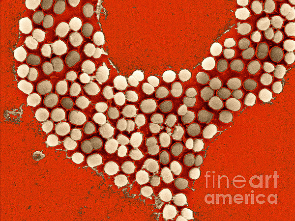 Staphylococcus Epidermidis Biofilm Sem #1 Greeting Card by Scimat