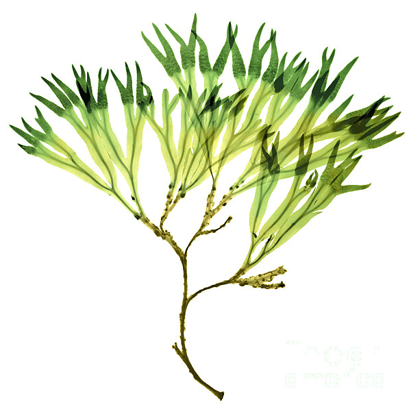 Rockweed Seaweed, X-ray #15 Tapestry by Ted Kinsman - Science Source Prints