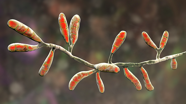 Dermatophyte Fungus Epidermophyton Floccosum #1 Greeting Card by ...