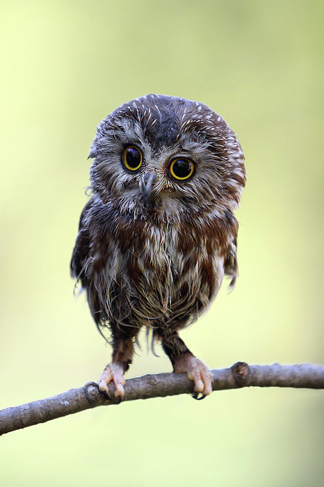 Owl Sitting On Branch Zip Pouch by Mlorenzphotography - Photos.com