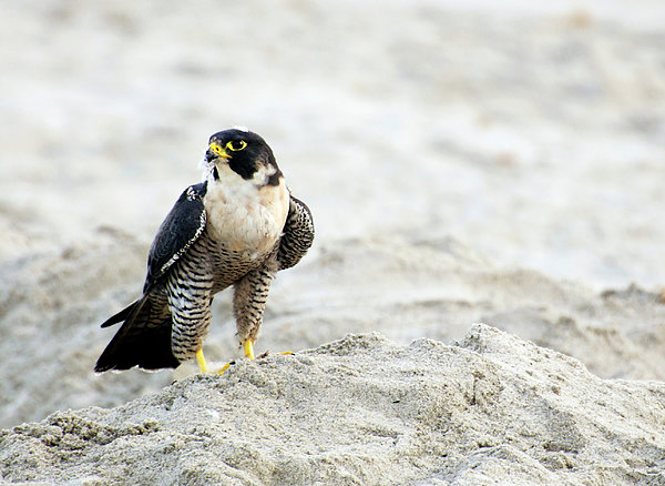 Peregrine Falcon On The Beach Zip Pouch by Vicki Jauron Babylon And ...