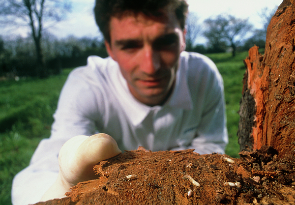 Researcher Studying Termites In A Cherry Tree Greeting Card by Pascal ...