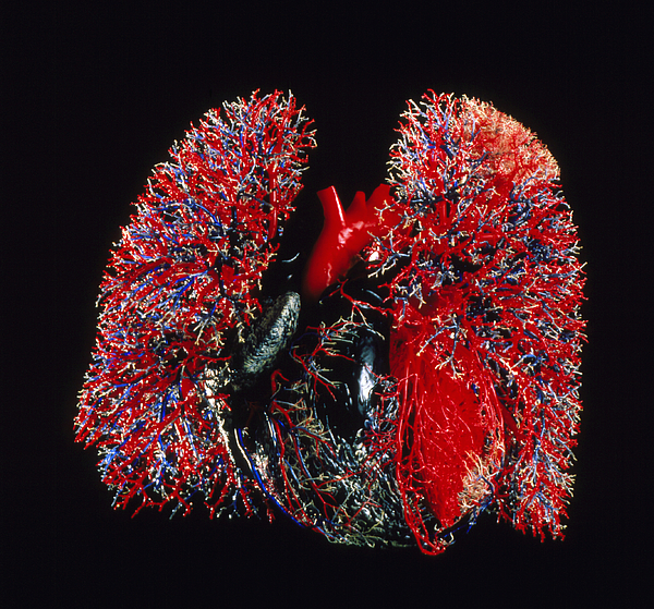 Resin Cast Of The Blood Vessels Of Heart & Lungs Greeting Card by ...