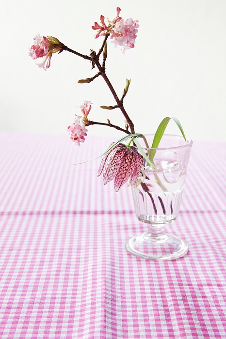 Snake's Head Fritillary fritillaria Meleagris And Fragrant Viburnum ...