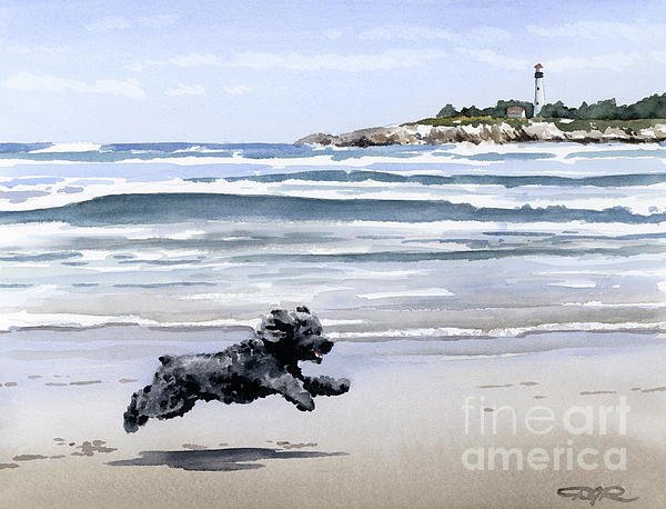 Cockapoo at the Beach #1 Jigsaw Puzzle by David Rogers - PX Puzzles