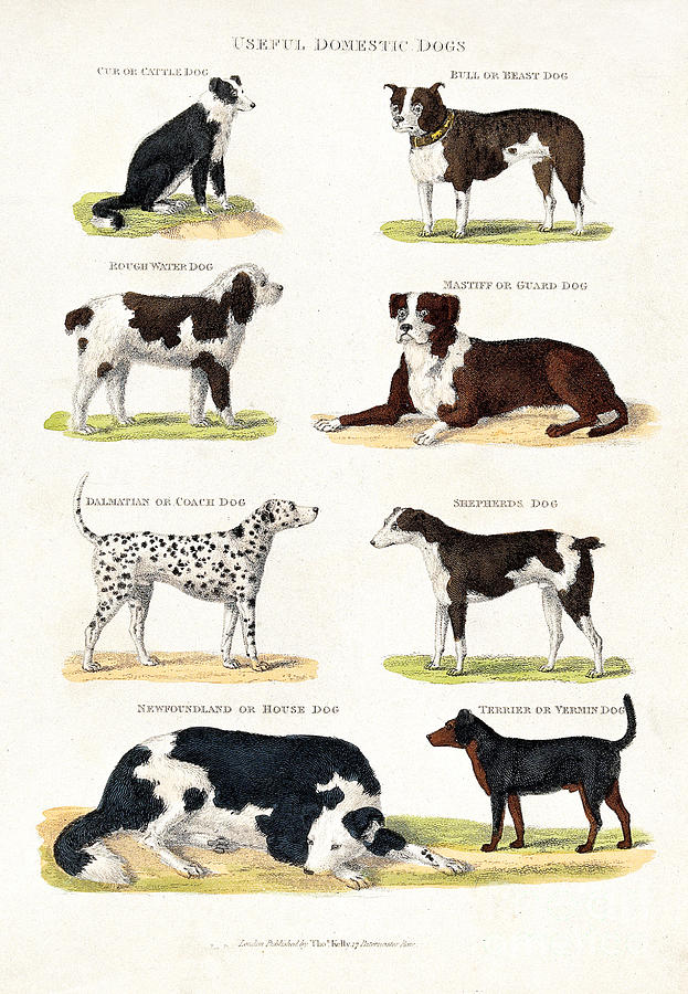 Eight Different Useful Domestic Dogs by Wellcome Images
