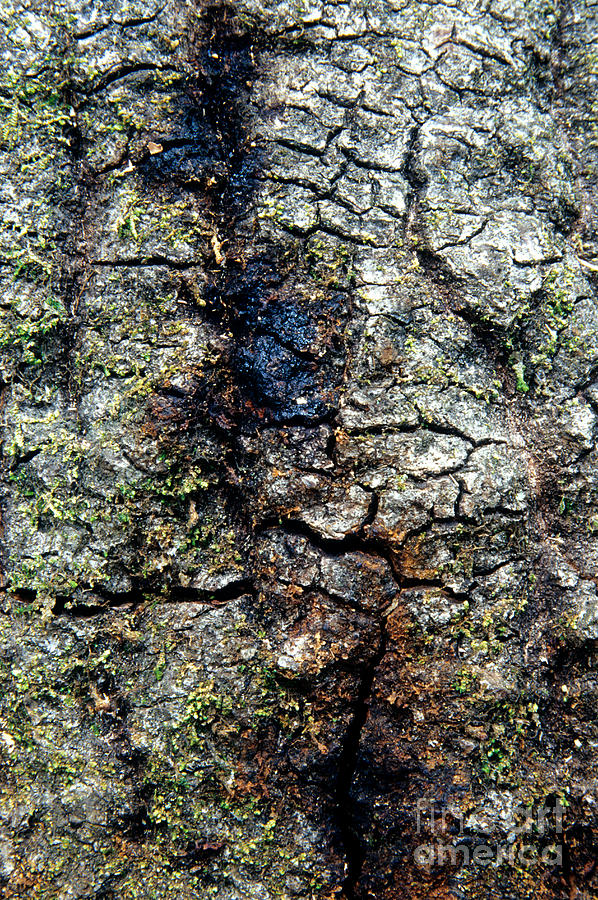 Sudden Oak Death by Inga Spence
