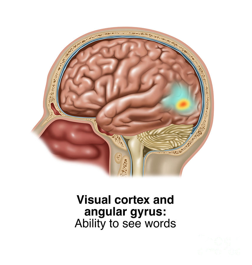 Visual Cortex And Angular Gyrus by Gwen Shockey