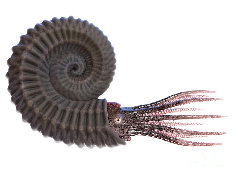 Ammonite #1 by 3Dmedisphere / Science Photo Library