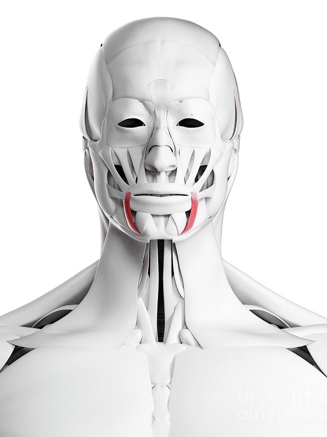 Anguli Oris Muscle #1 by 3Dmedisphere / Science Photo Library