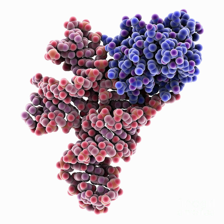 Bacillus Oapb Complexed With Ole Rna #1 by Laguna Design / Science ...