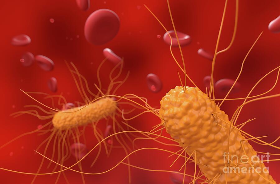 Bacterial Infection #1 by Nemes Laszlo / Science Photo Library