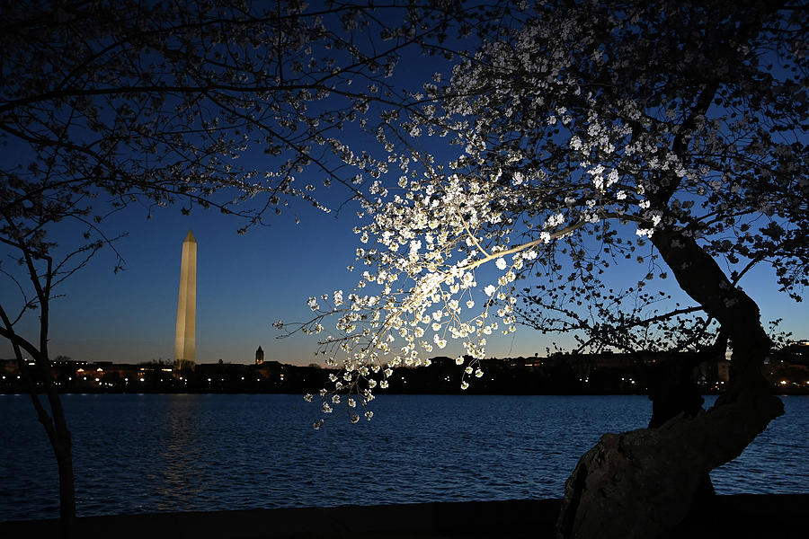 Blooming Cherry Trees - Washington, Dc #1 by The Washington Post