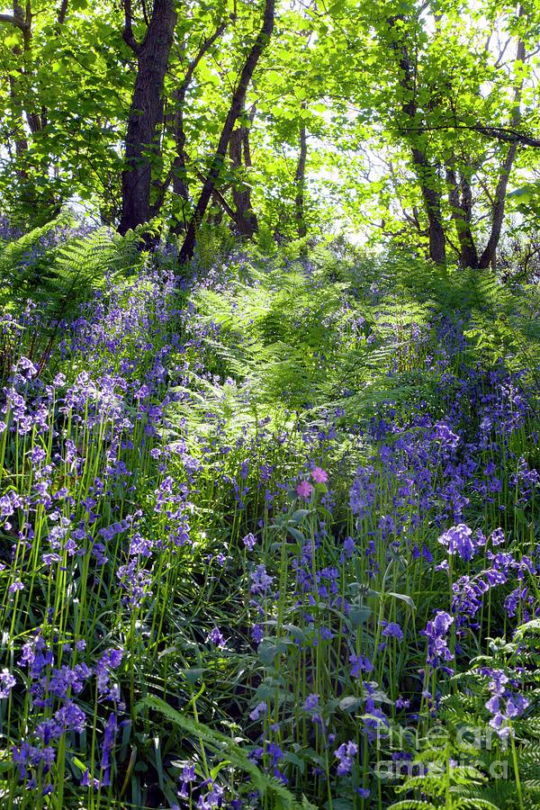 Bluebell Wood #1 by Dr Keith Wheeler / Science Photo Library