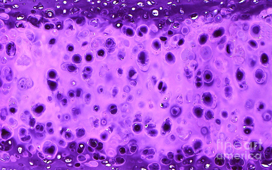 Cartilage Cells #1 by Ziad M. El-Zaatari / Science Photo Library