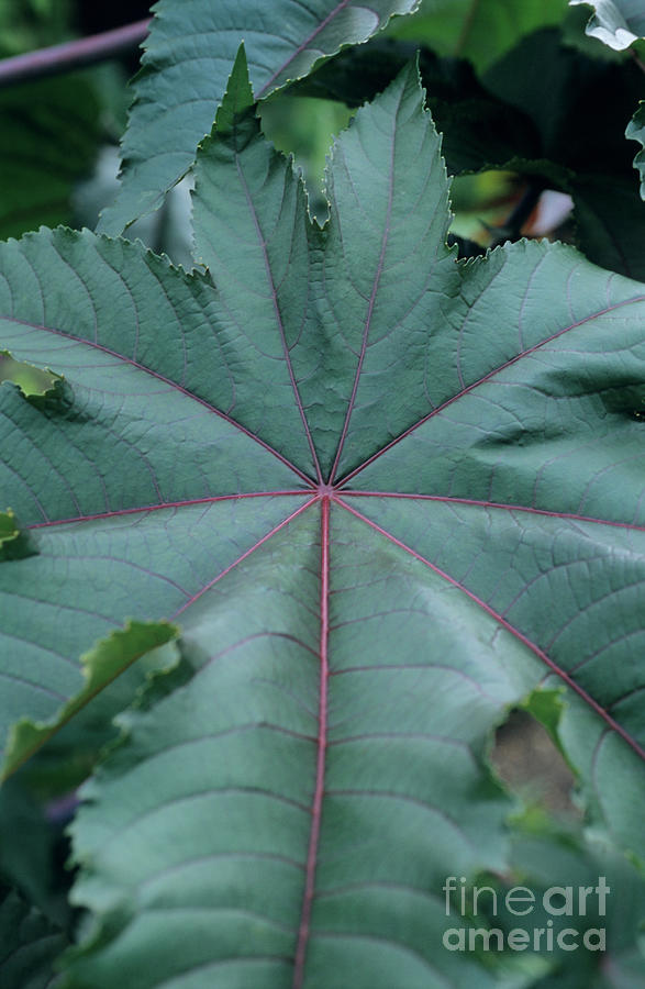 Castor Oil Plant (ricinus Communis) Leaf #1 by Jane Sugarman / Science ...