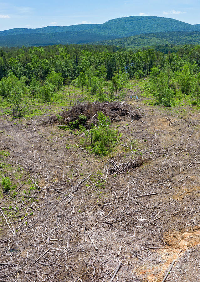 Clearcut Logging Area #1 by Jim West / Science Photo Library