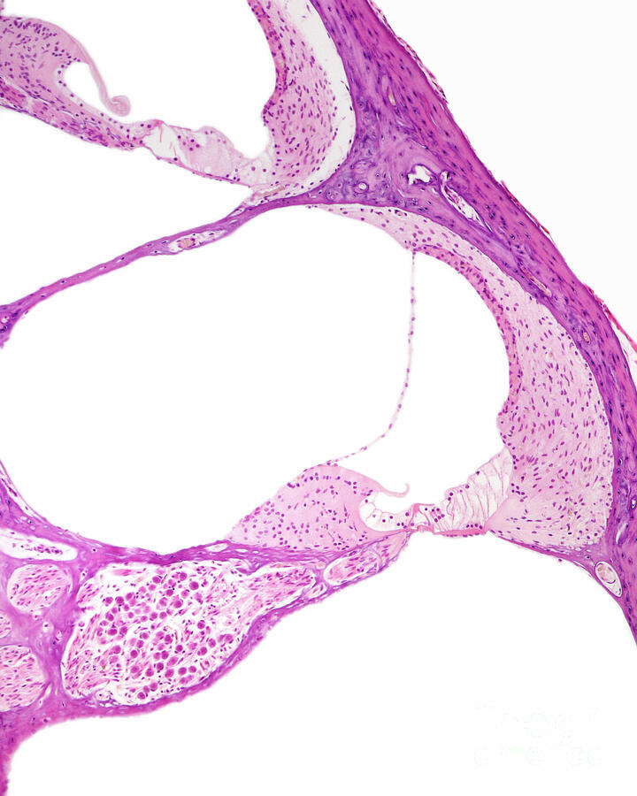 Cochlea #1 by Jose Calvo / Science Photo Library