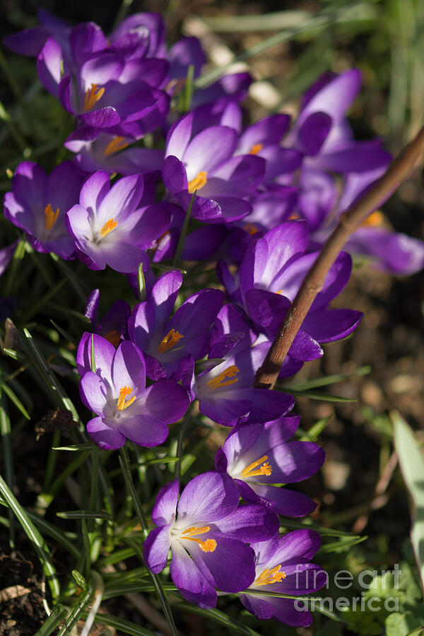 Crocus (crocus Tommasinianus 'ruby Giant') #1 by Maria Mosolova ...