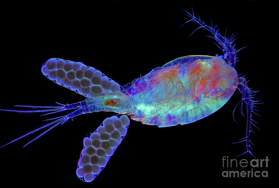 Cyclops Copepod With Eggs #1 by Marek Mis / Science Photo Library