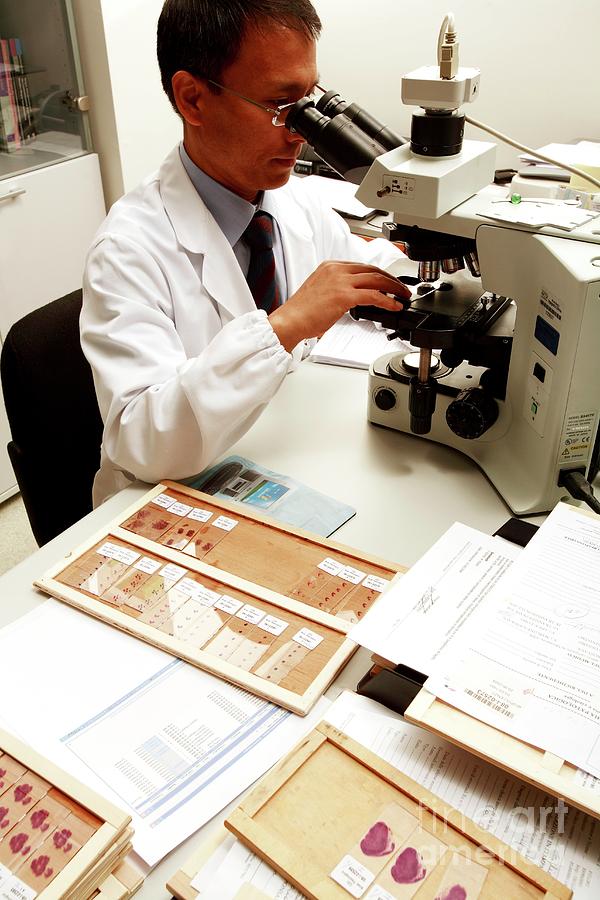 Examining Tissue Samples #1 by Mauro Fermariello / Science Photo Library