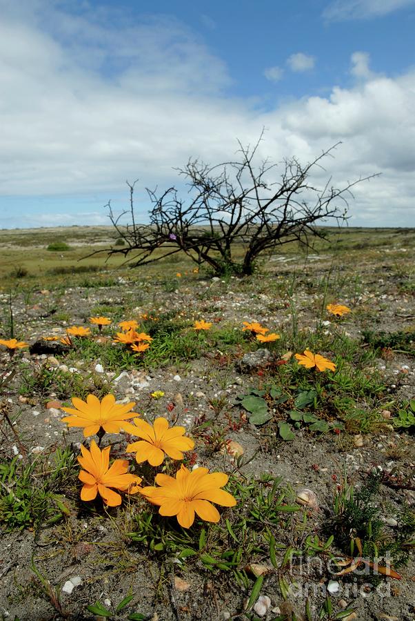 Fynbos Regrowth After Fire #1 by Peter Chadwick / Science Photo Library