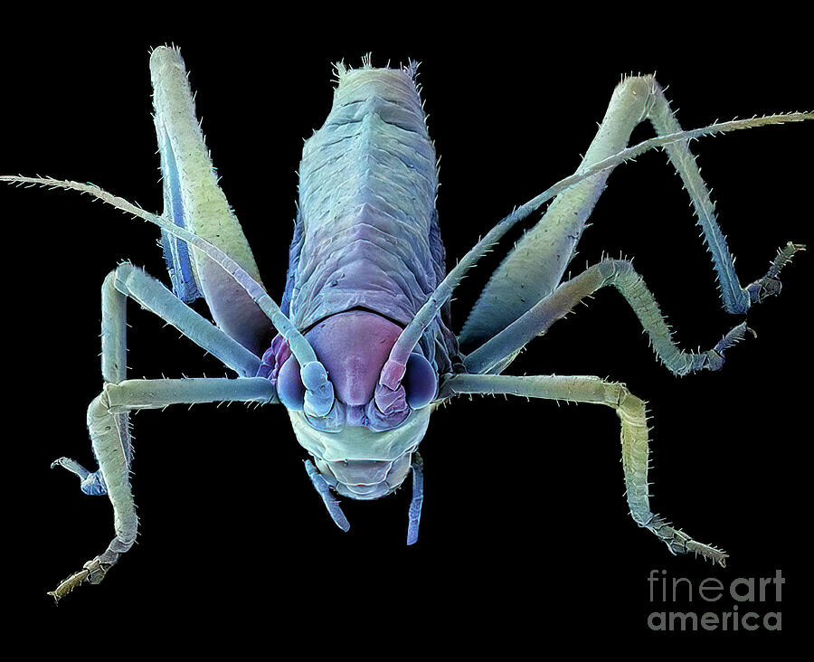 Grasshopper #1 by Steve Gschmeissner / Science Photo Library