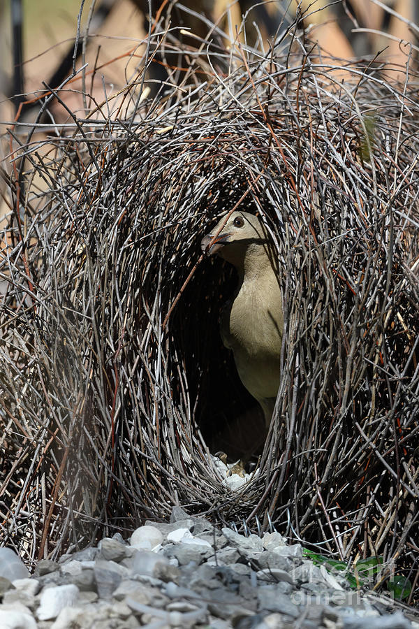 Great Bowerbird Male At Courting Bower #1 by Dr P. Marazzi / Science ...
