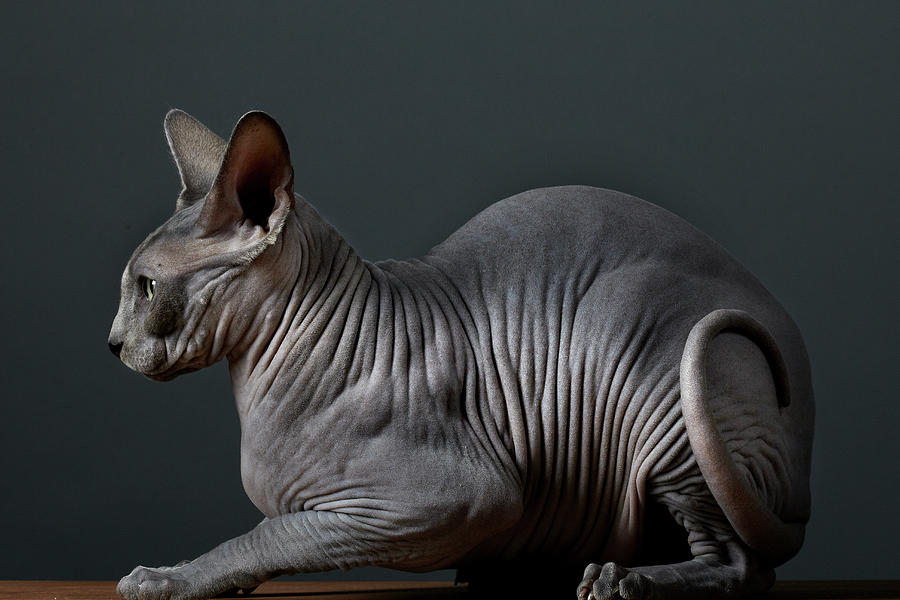 Hairless Cat #1 by Peter Samuels