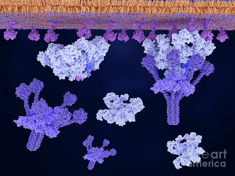 Igm Mediated Complex Activation #1 by Juan Gaertner / Science Photo Library